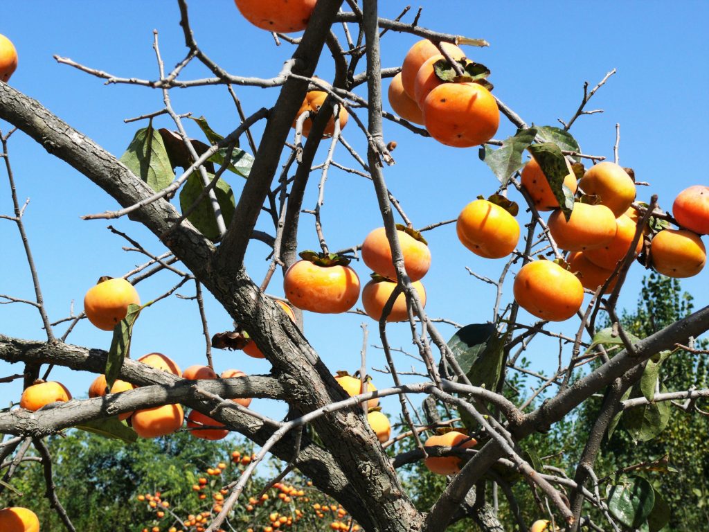 Persimmon -the Amlok of Swat Valley (1) – Inika Art