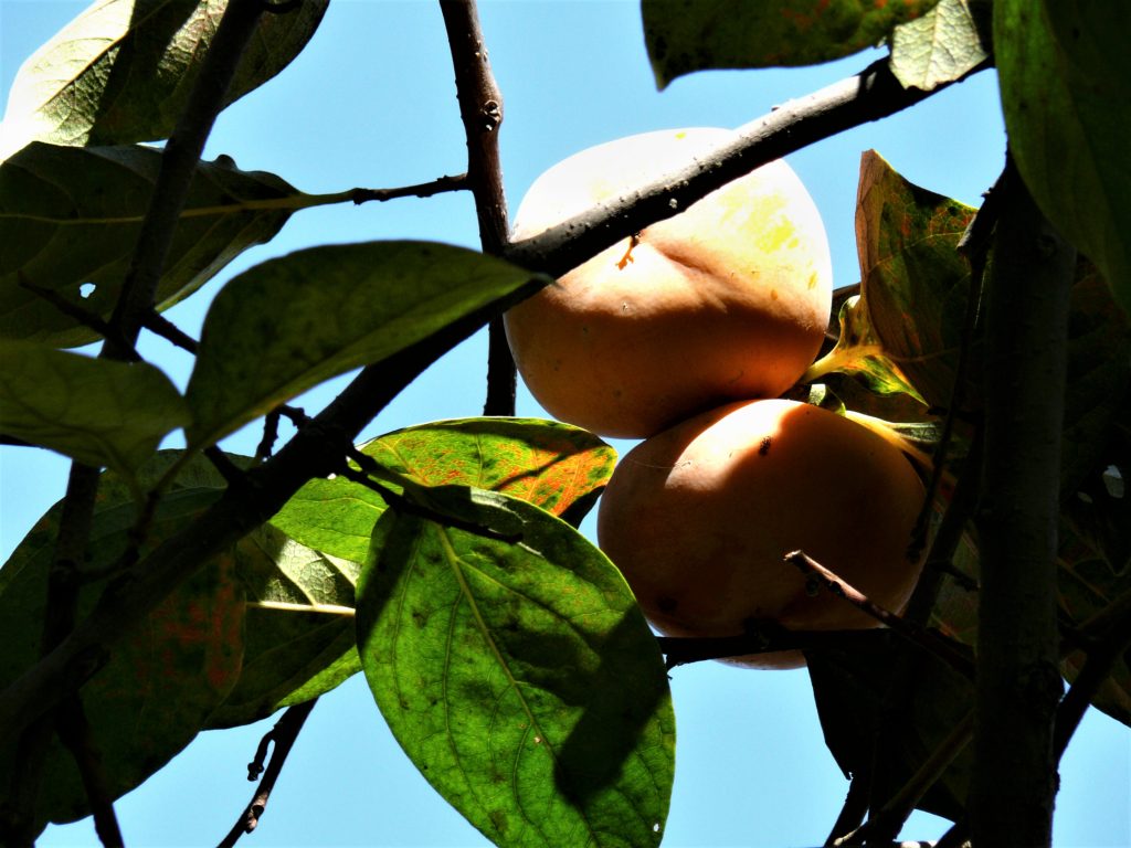 Persimmon -the Amlok of Swat Valley (3) – Inika Art