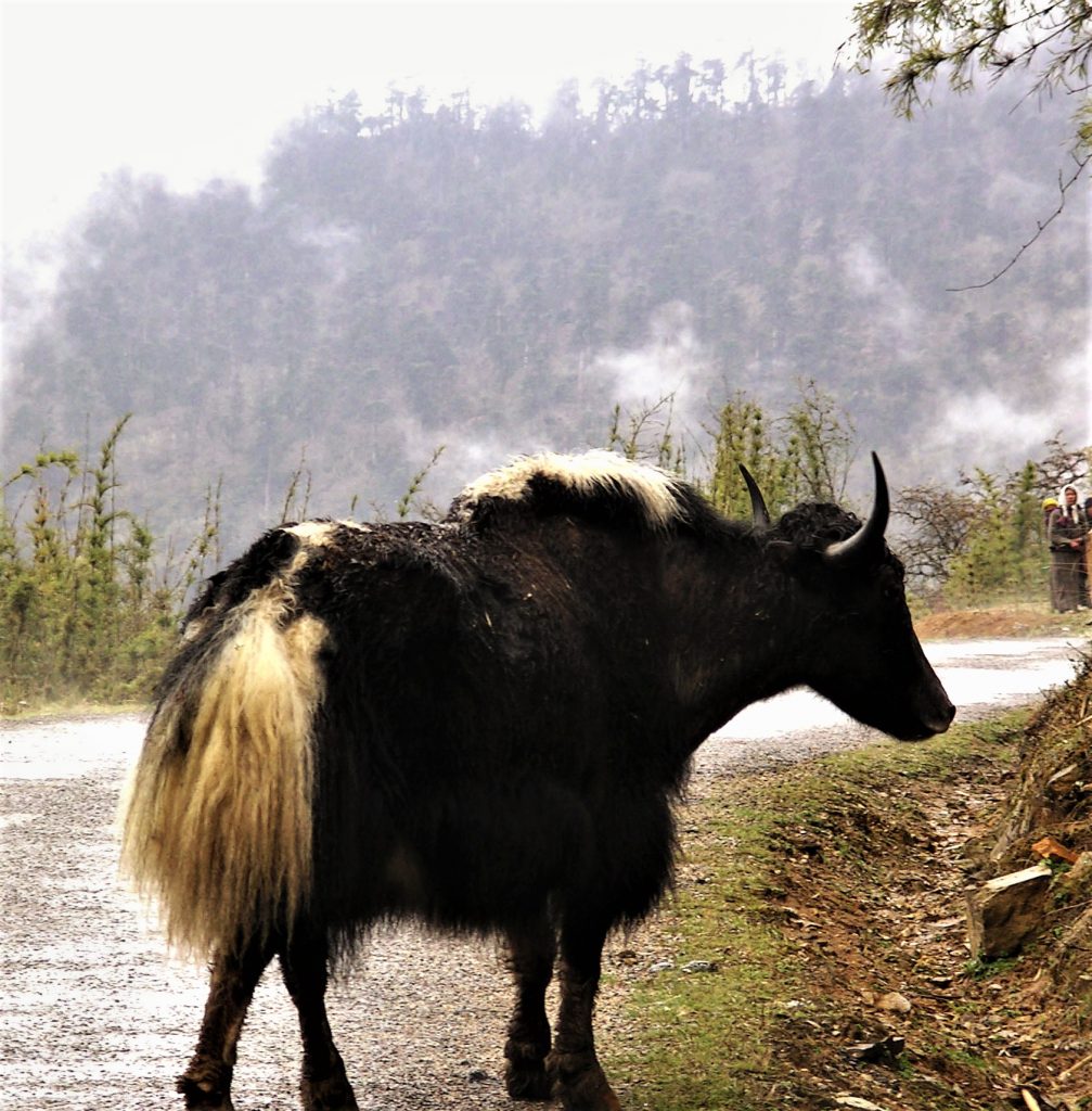 Yak in Bhutan – Inika Art