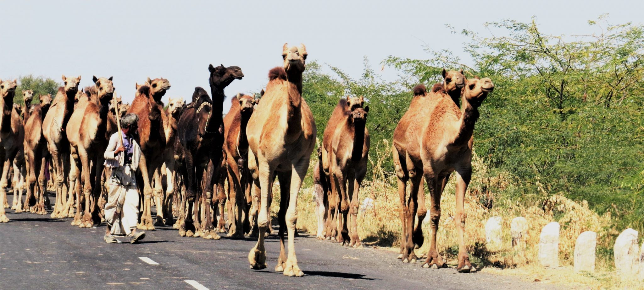 Camel Train in Gujarat,India – Inika Art