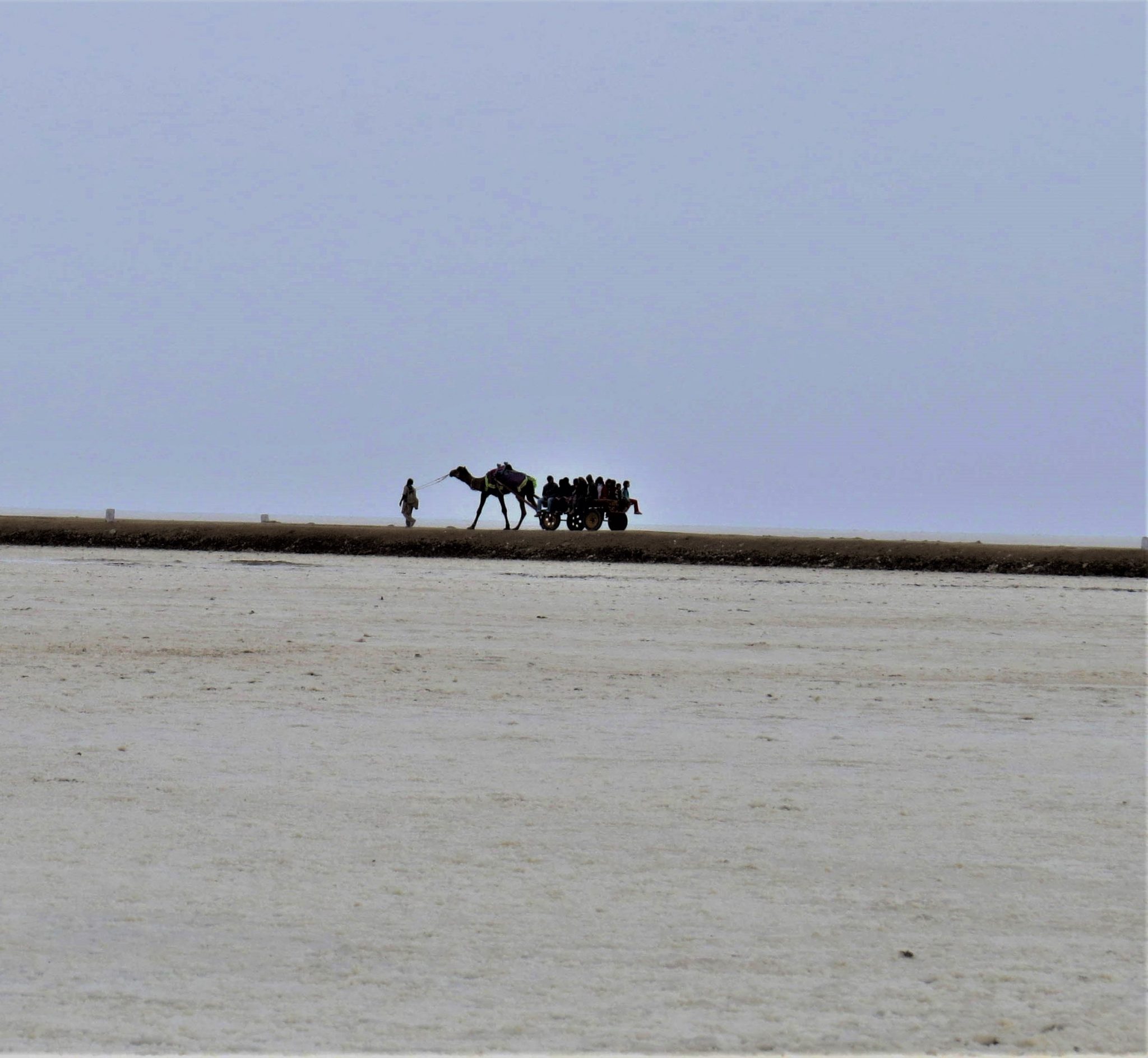 Camel on the Horizon, Rann of Kutcch, Gujarat, India – Inika Art
