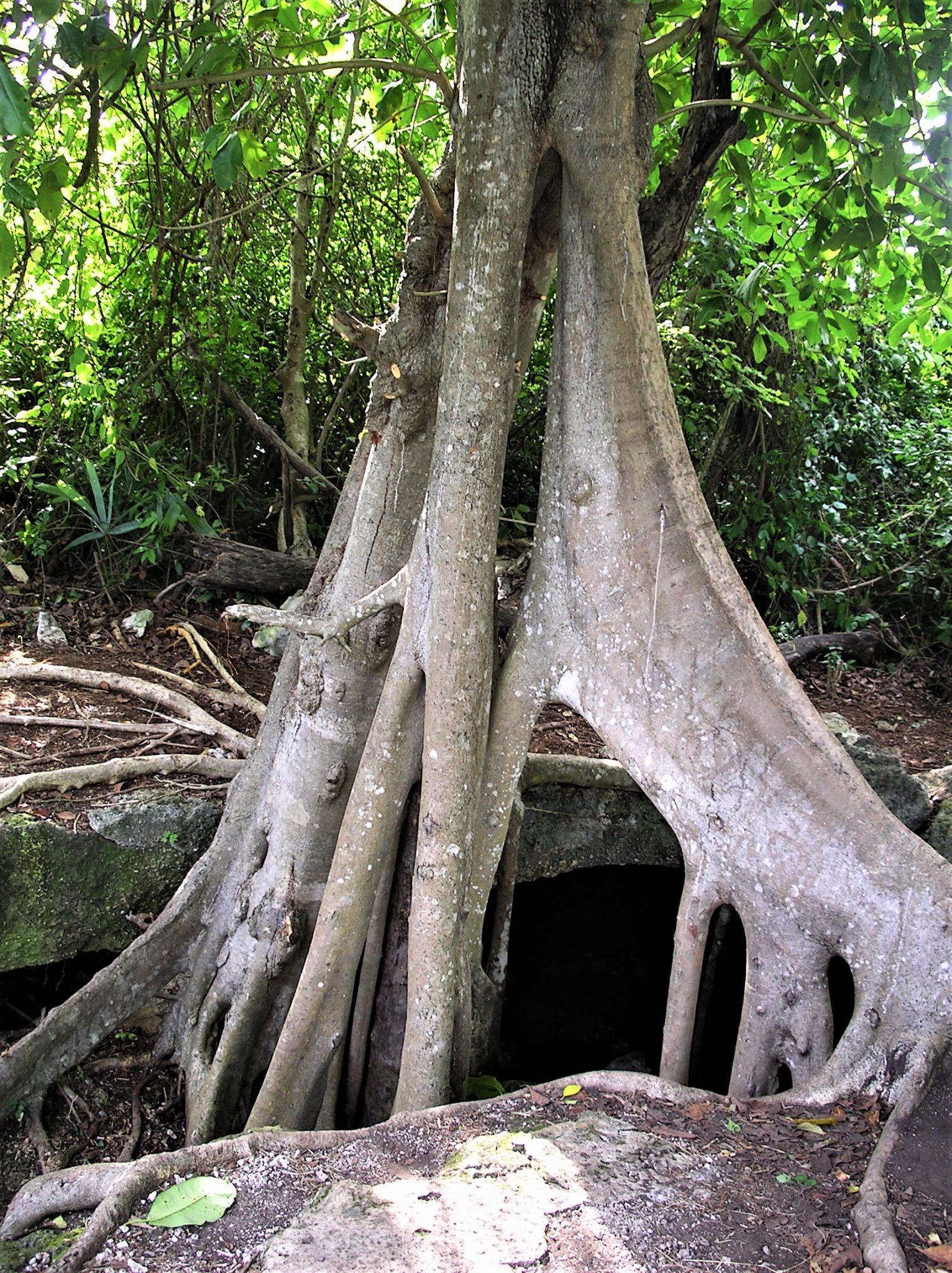 Strangler Fig Tree ,Yucatan Peninsula , Mexico – Inika Art