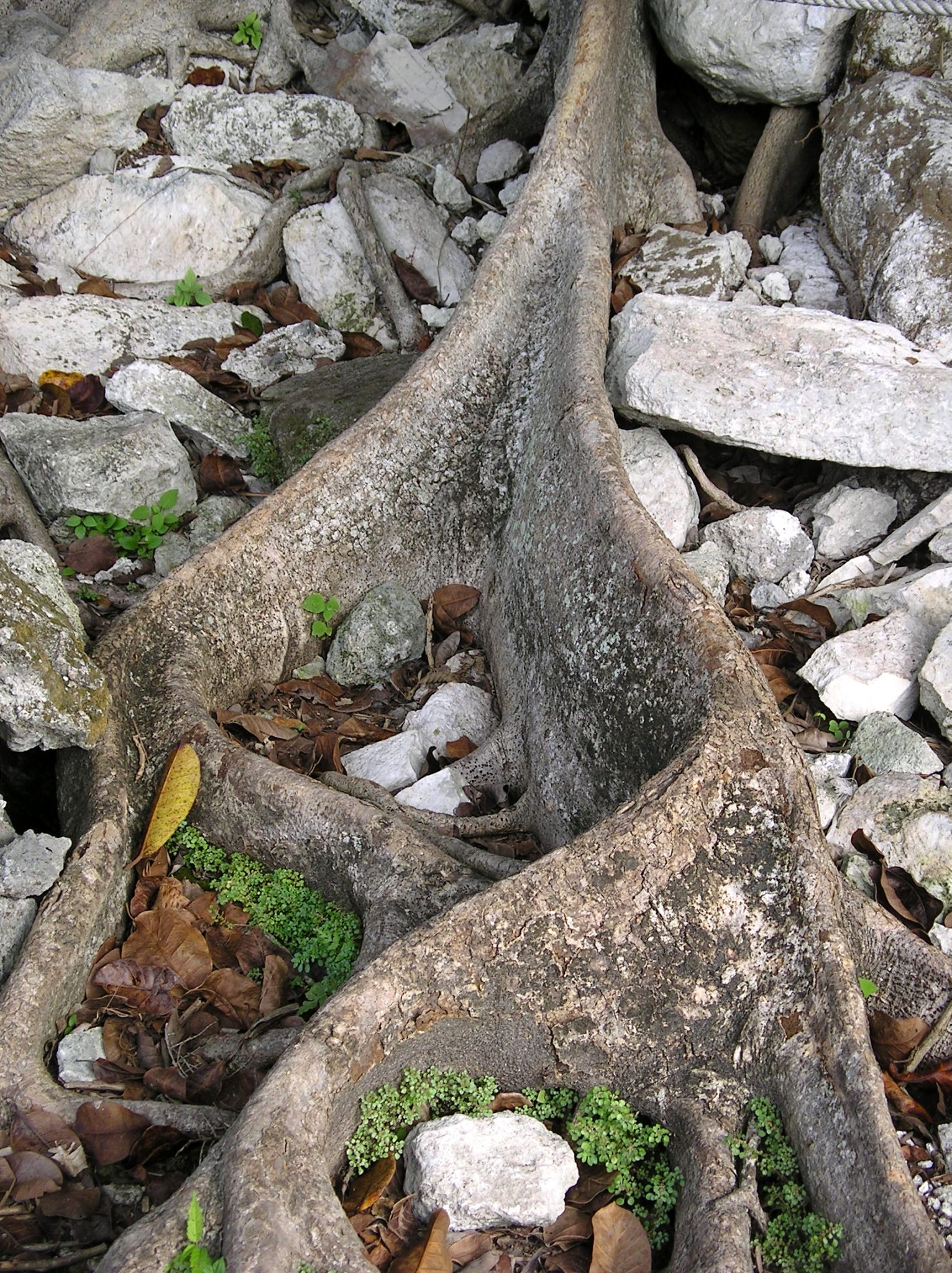 Spreading Roots of the Strangler Ficus or Fig tree, Yucatan – Inika Art