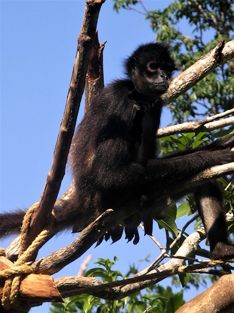 Yucatan Spider Monkey, Mexico – Inika Art